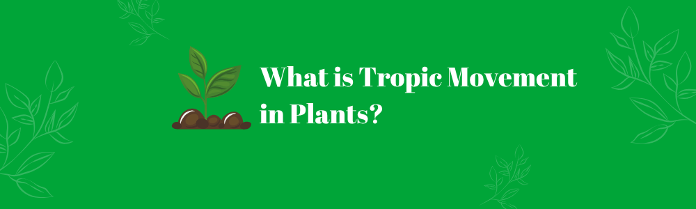 What is Tropic Movement in Plants? Explained Simply